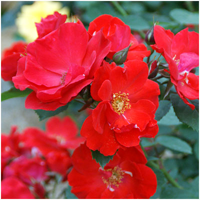 相原バラ園 / 初心者向け